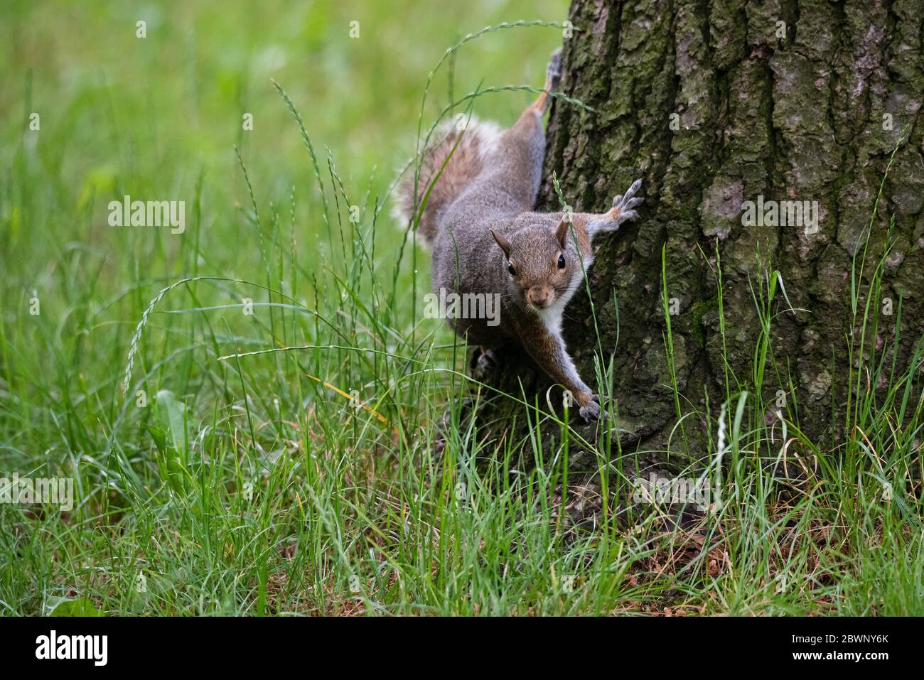 Gray squirrel at the foot of a tree in a wood Stock Photo - Alamy