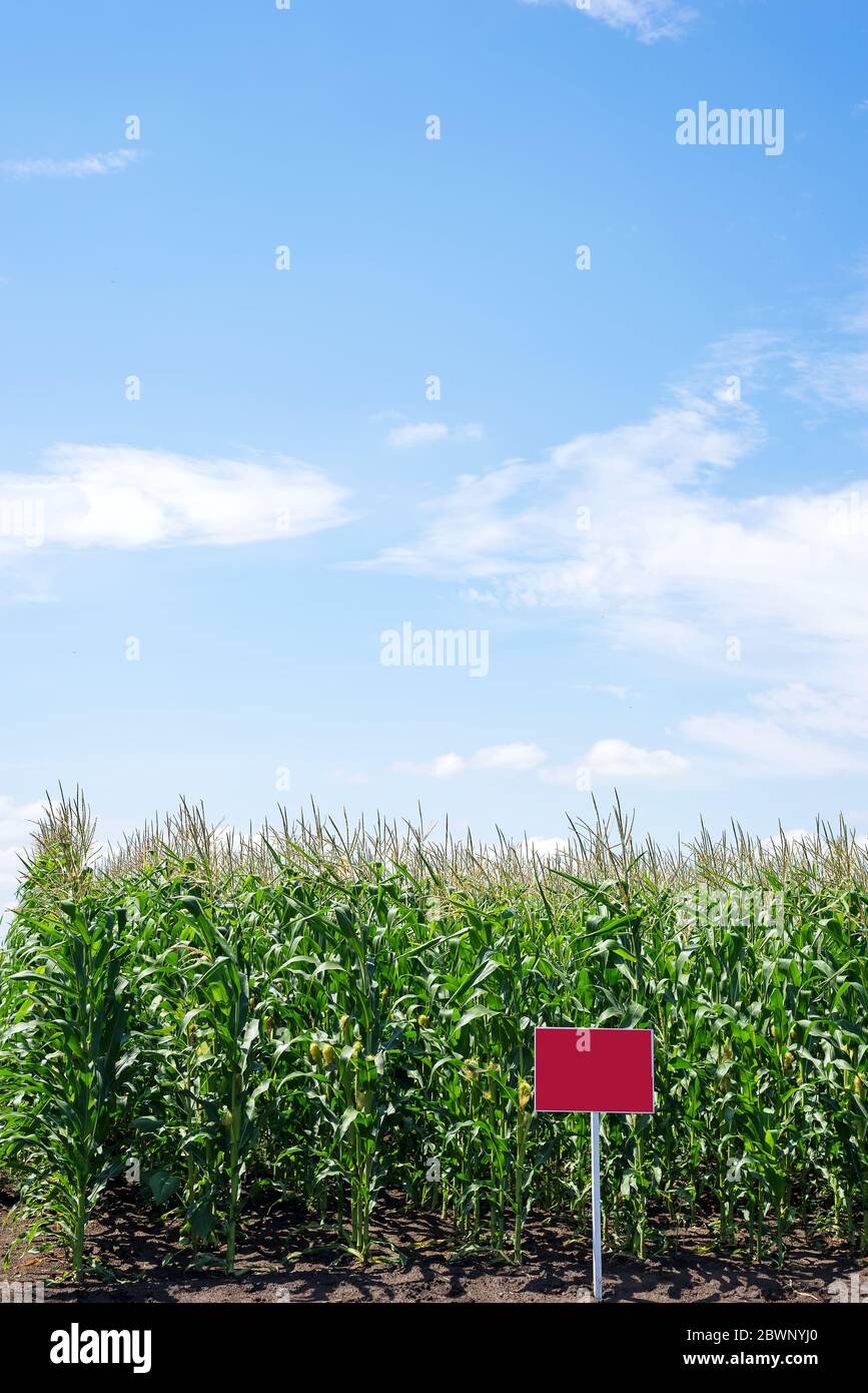 Corn field sweet sprouts hi-res stock photography and images - Alamy