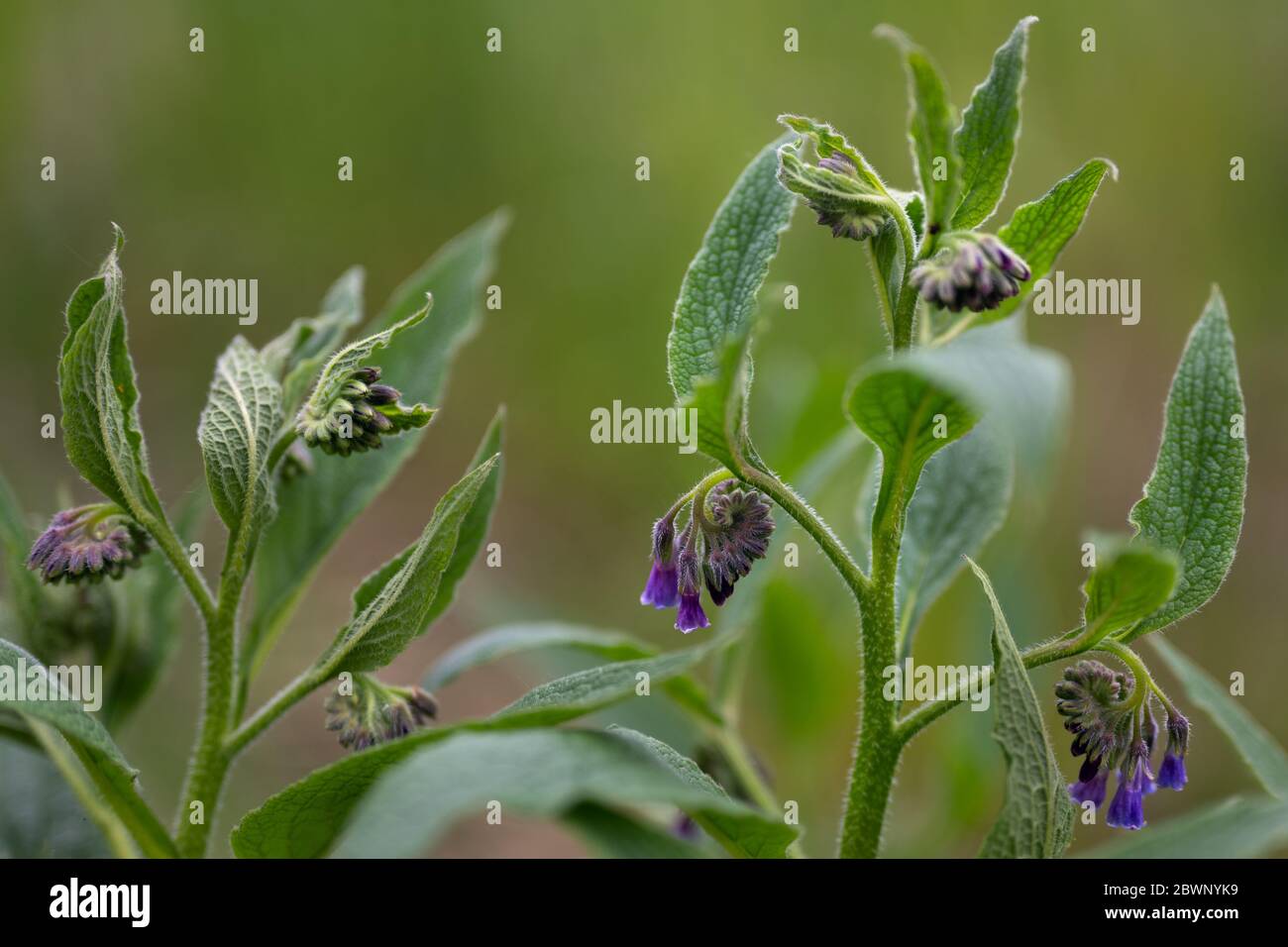 Comfrey (Symphytum officinale) with blue flowers, the perennial herb ...