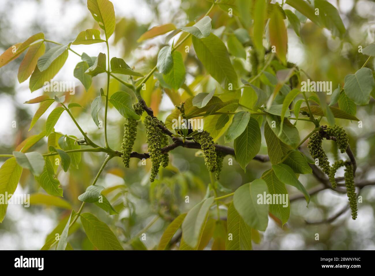 Male flower of the walnut tree (Juglans regia), catkins with pollen ...