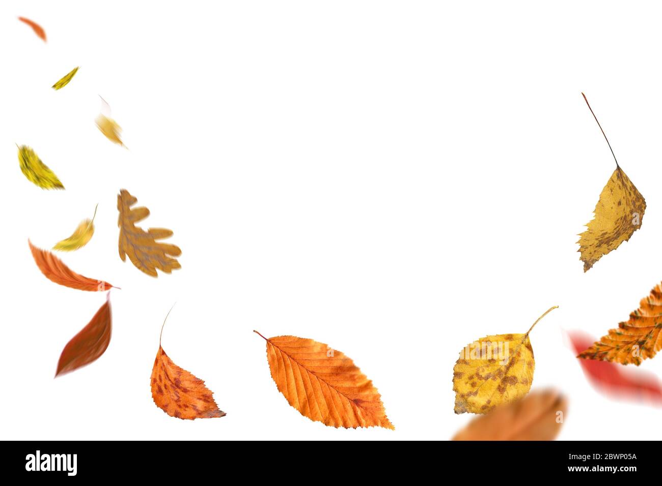 Falling autumn foliage isolated on white. Autumn leaves falling to the ...