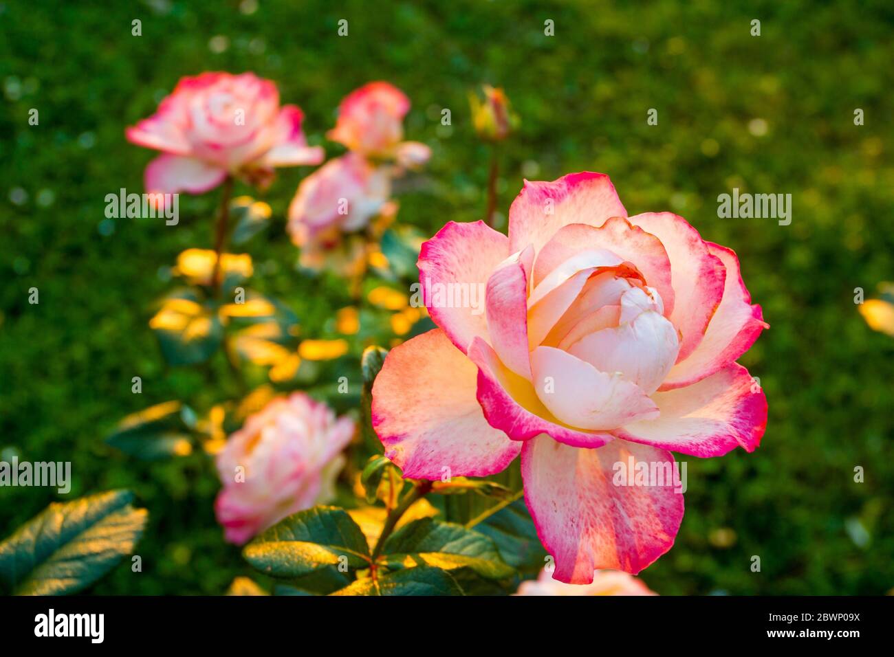 Pik rose hi-res stock photography and images - Alamy