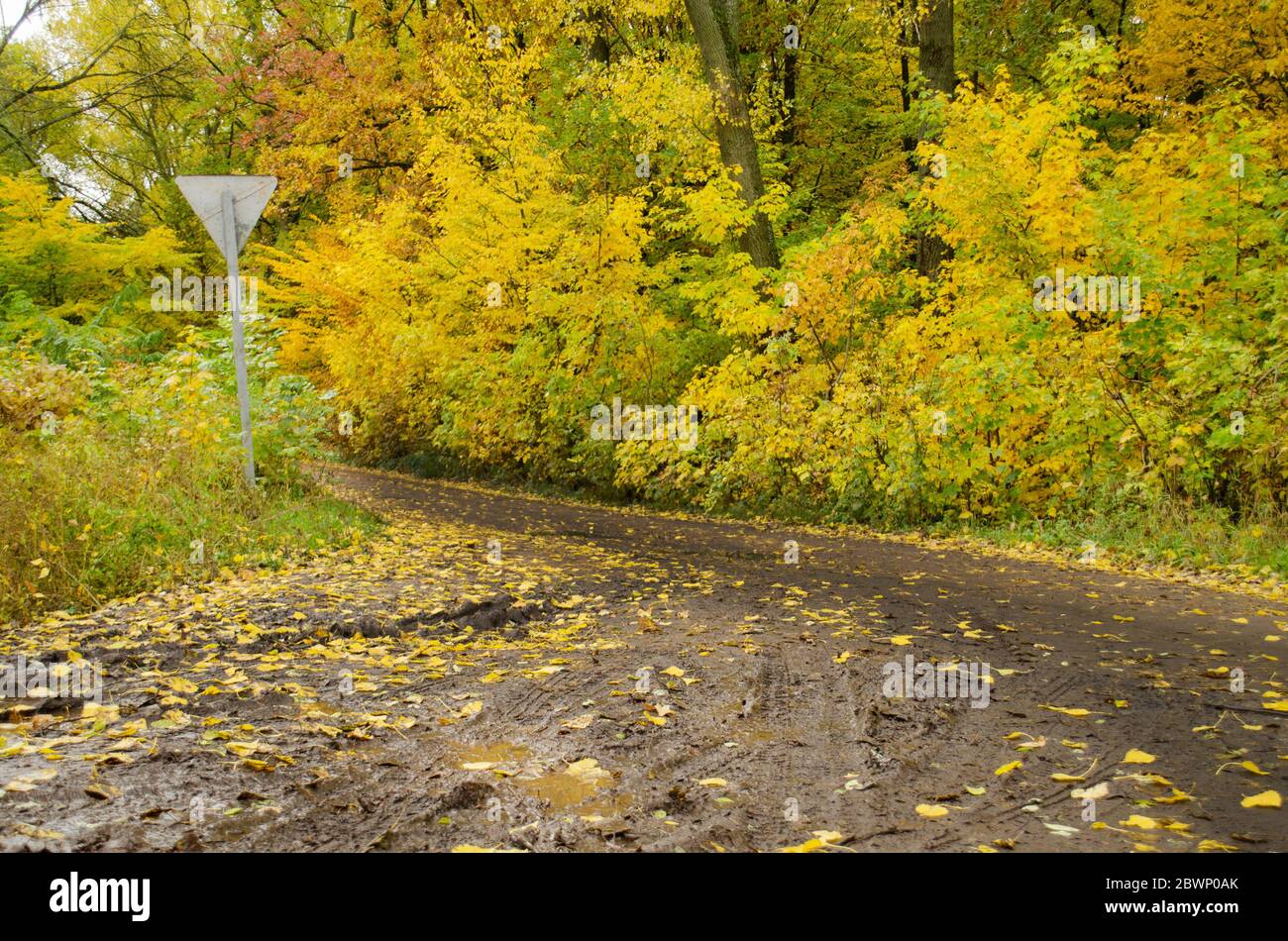 Autumn landscape with colorful fall foliageof trees. Colorful autumn ...