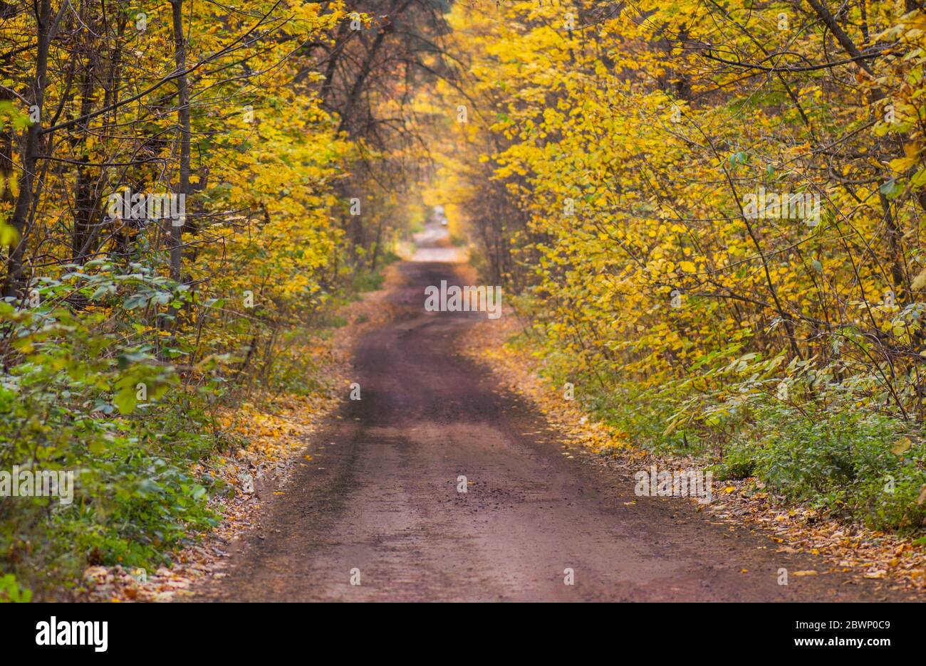 Forest with lots of warm sunshine. Autumn trees in the forest.Forest at ...
