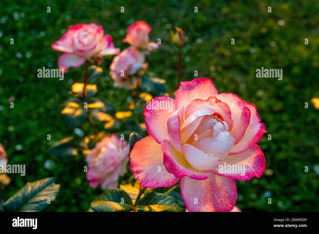 Midsummer rose hi-res stock photography and images - Alamy