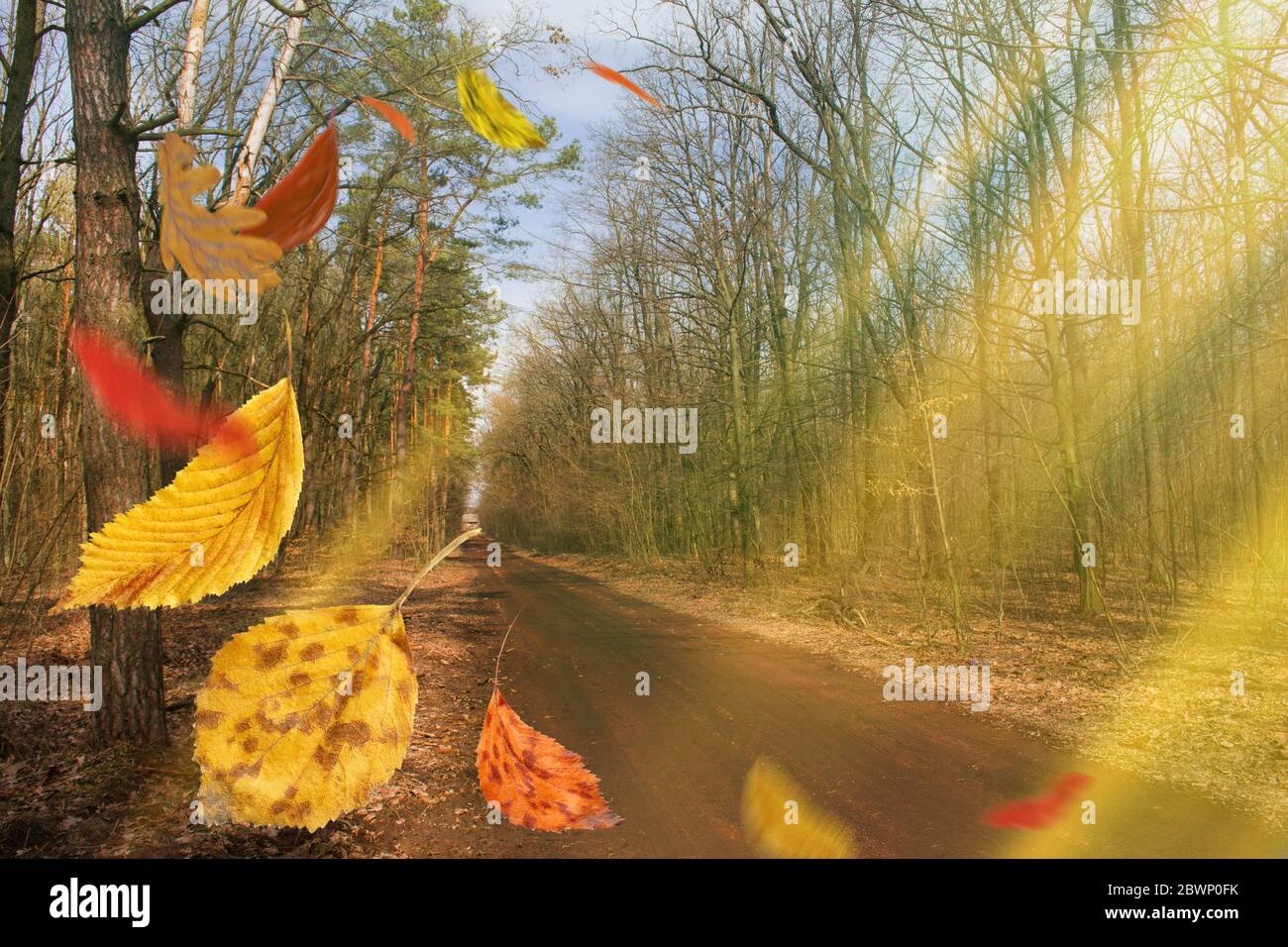 Leaves falling down hi-res stock photography and images - Alamy