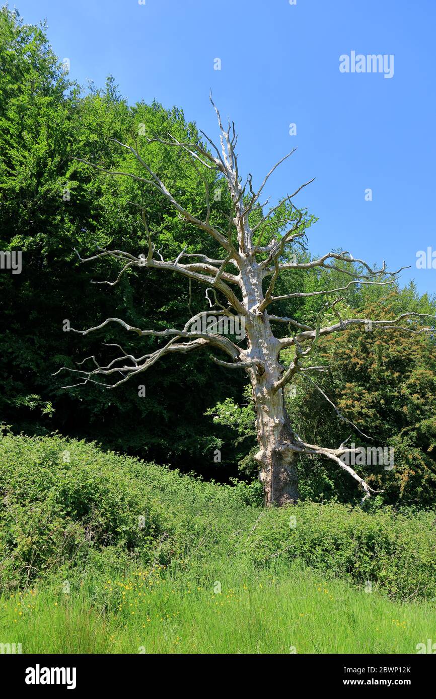 Surrounded by woods and meadows hi-res stock photography and images - Alamy