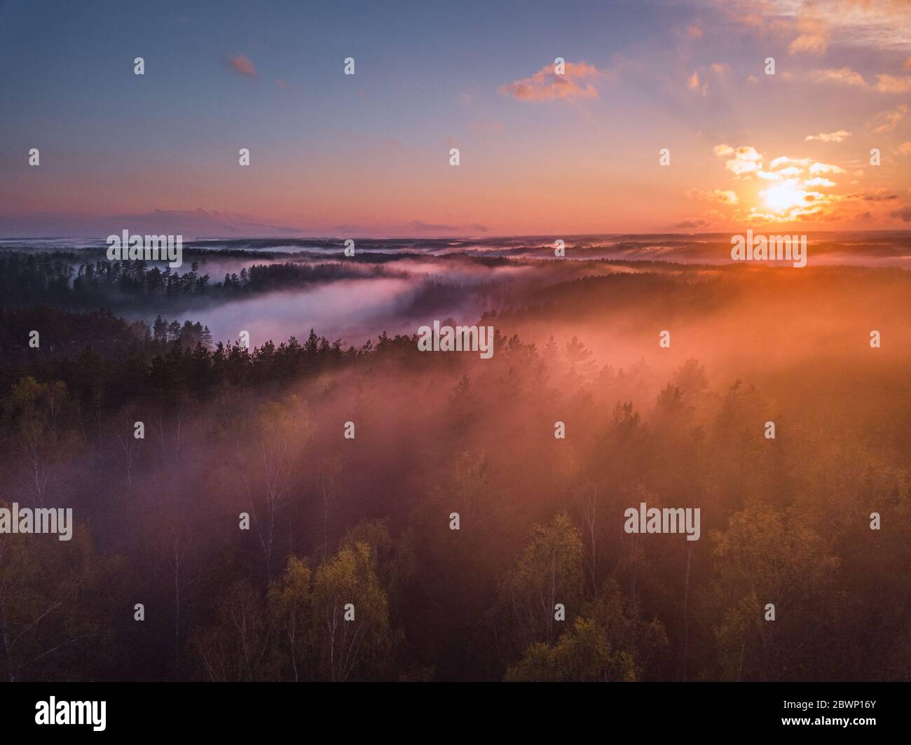 Fog and mist covering the forest in Lithuania Stock Photo - Alamy