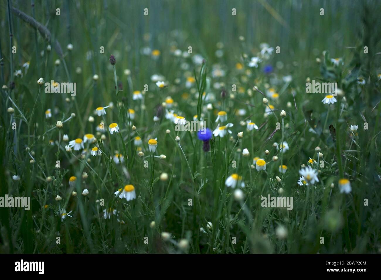 Wild field meadow with purple blue cornflowers and aromatic scented ...