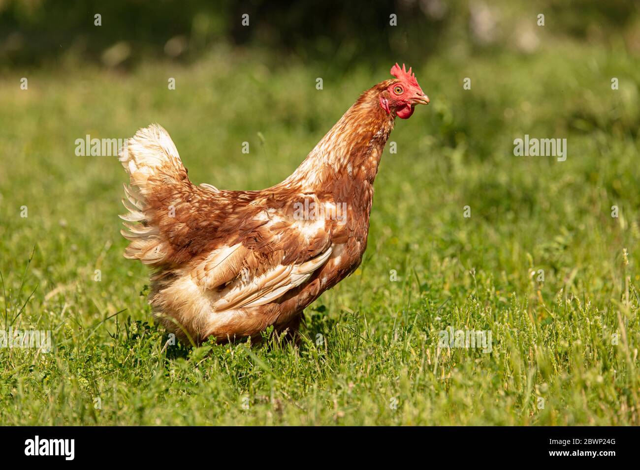 Red-headed laying hen free in a field of grass Stock Photo - Alamy