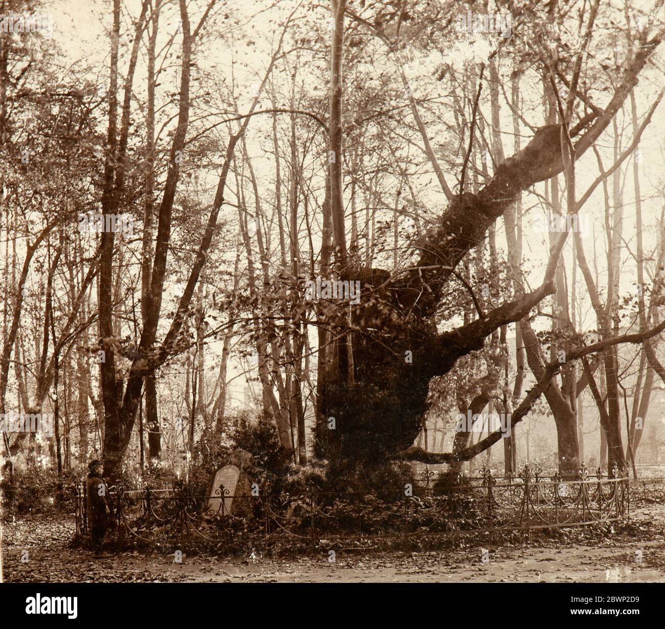 The old tree in the park of Sigulda and the tomb of the Rose of Turaida ...