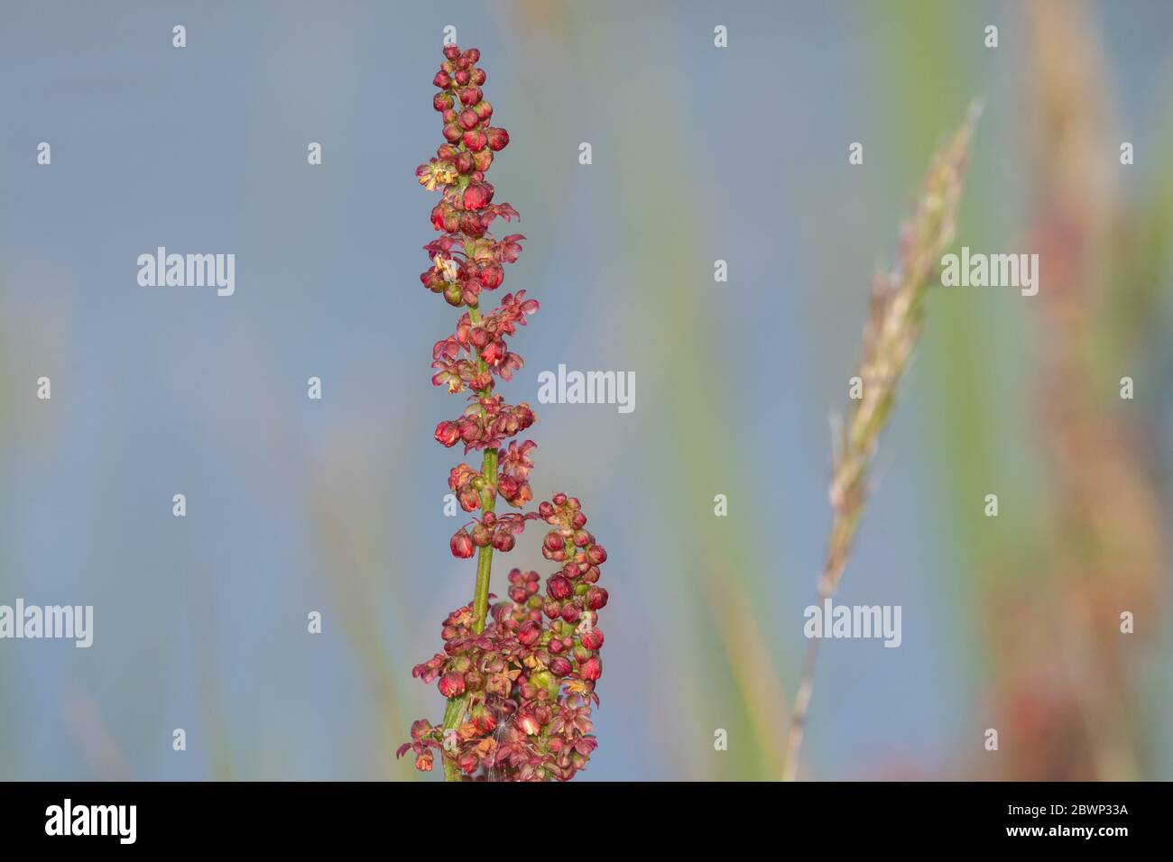 Close up of seeds on a dock (rumex) plant Stock Photo - Alamy