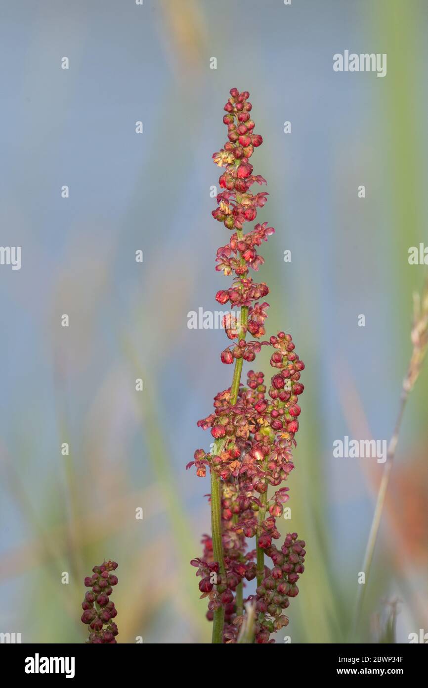Macro rumex seeds hi-res stock photography and images - Alamy