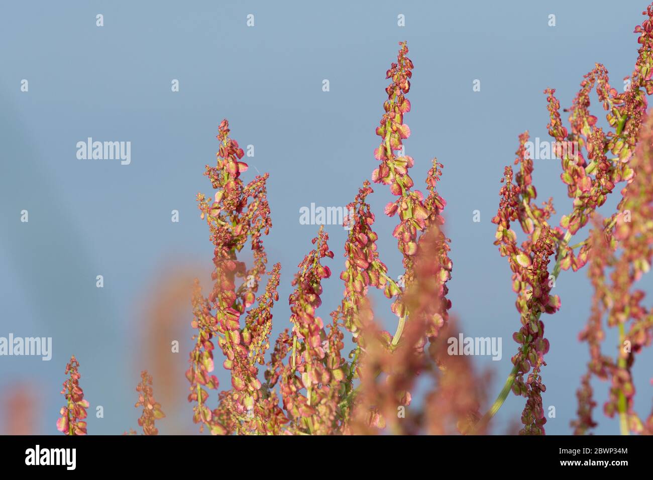 Close up of seeds on a dock (rumex) plant Stock Photo - Alamy
