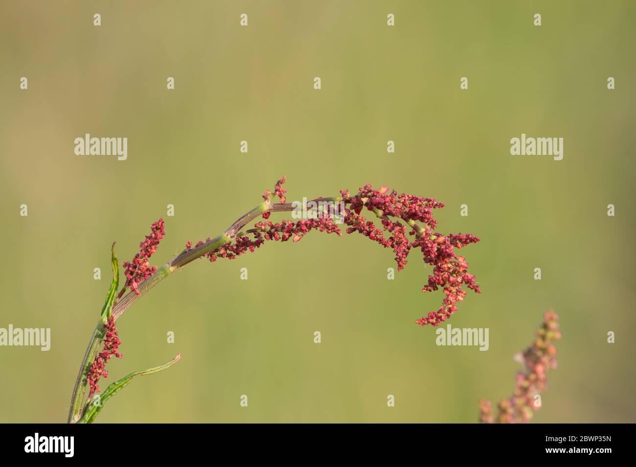 Close up of seeds on a dock (rumex) plant Stock Photo - Alamy