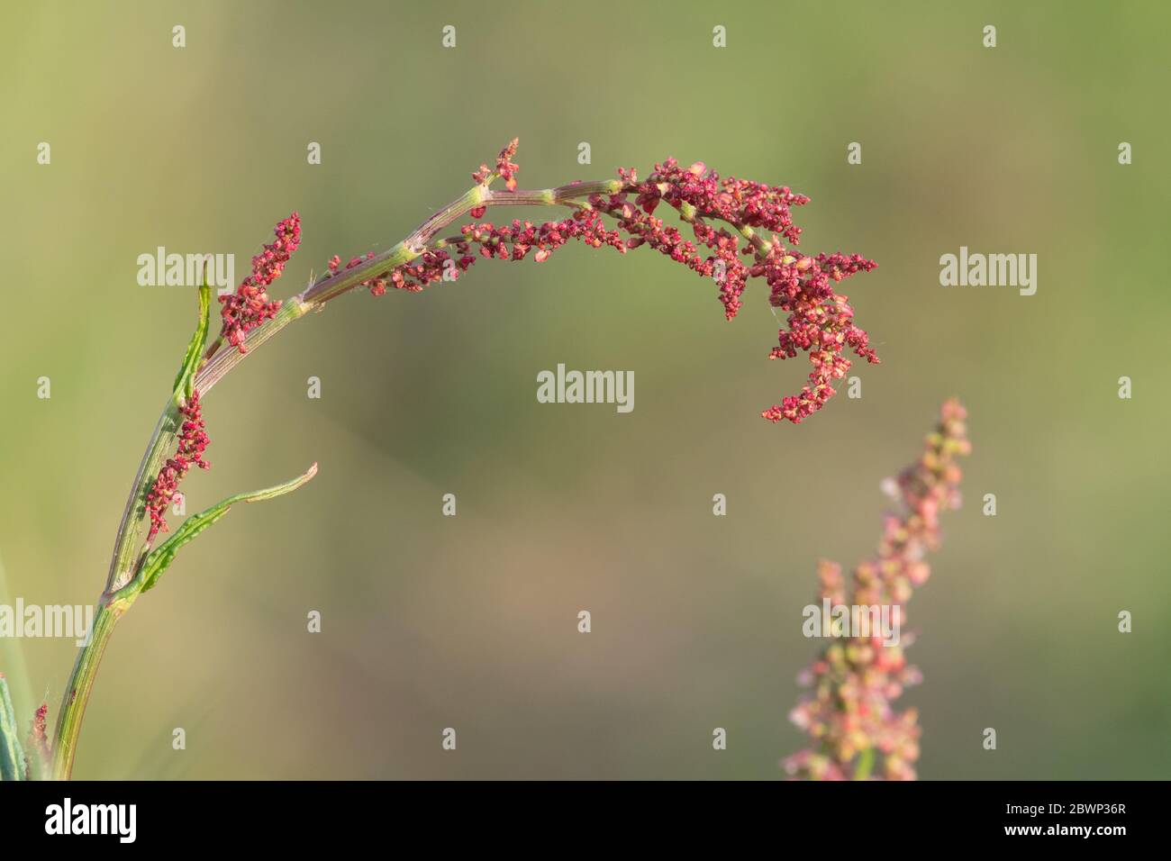 Close up of seeds on a dock (rumex) plant Stock Photo - Alamy