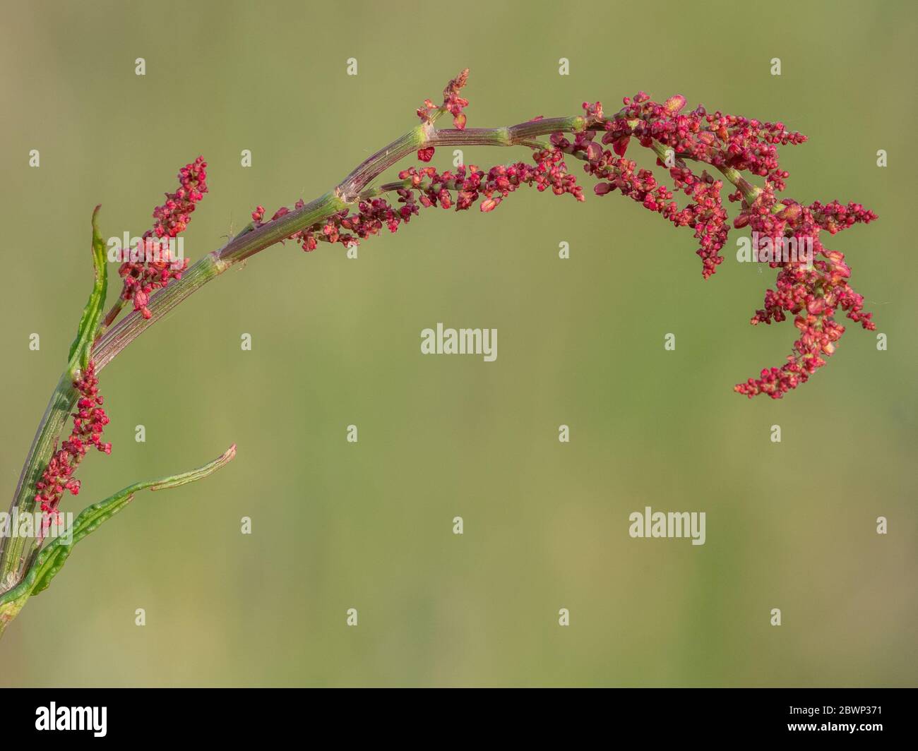 Dock seeds macro hi-res stock photography and images - Alamy