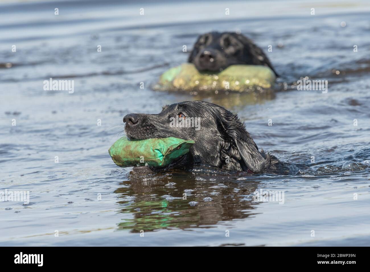 Black labrador retrieving from water hi-res stock photography and ...