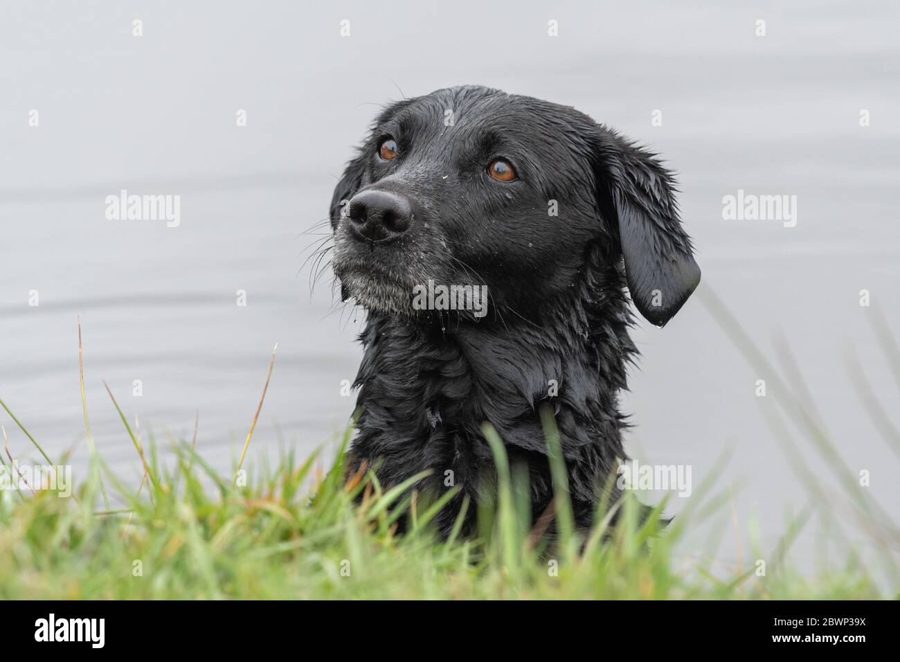 Head shot of a wet black Labrador in the water Stock Photo - Alamy
