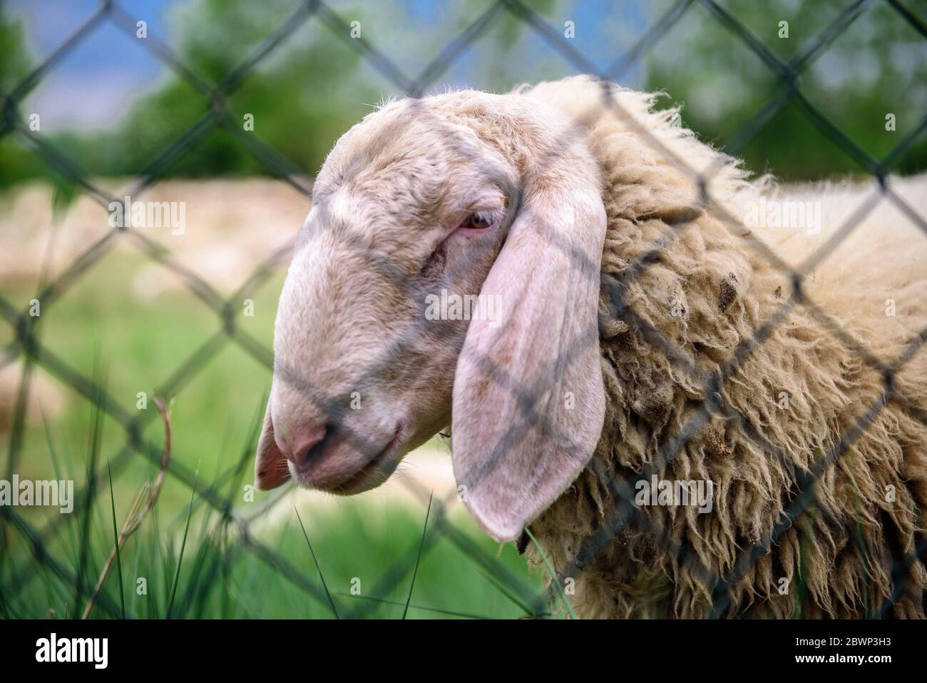 White sheep behind bars, on the grass Stock Photo - Alamy