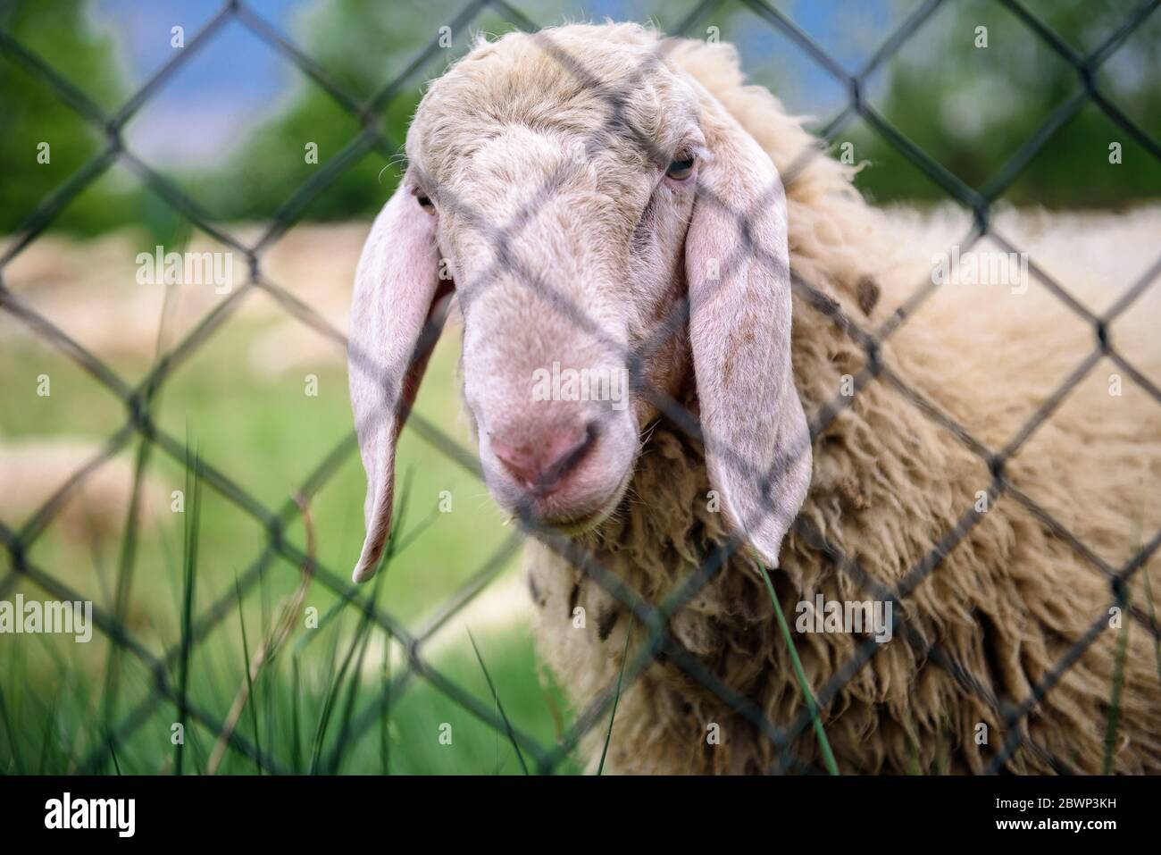 White sheep behind bars, on the grass Stock Photo - Alamy