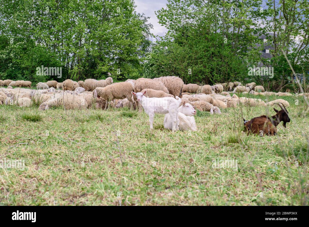 Sheep dog guarding sheep hi-res stock photography and images - Alamy