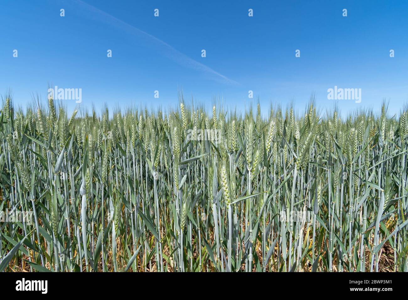 Bearded wheat hi-res stock photography and images - Alamy