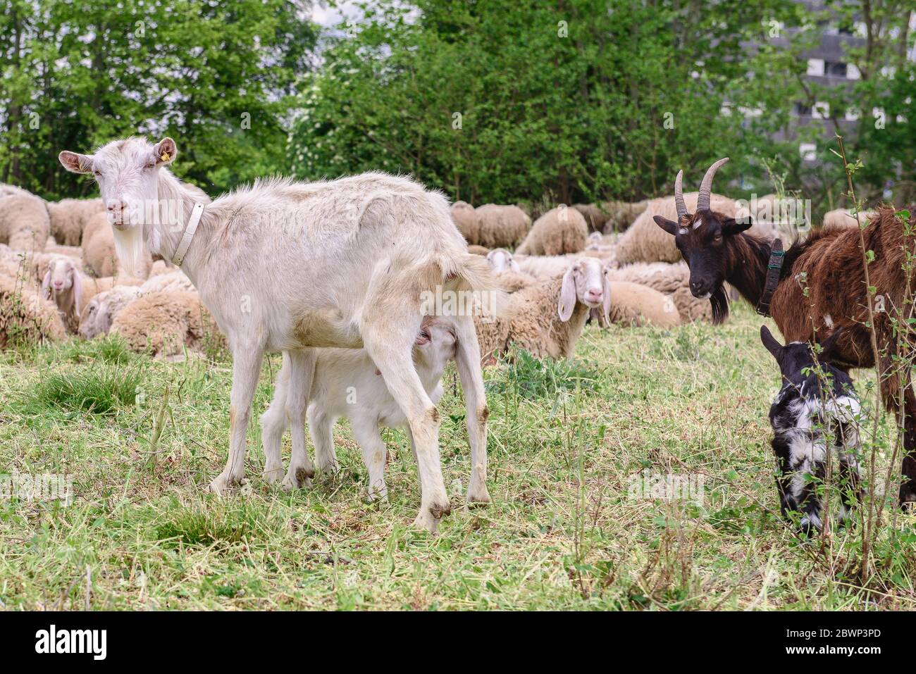 Goats on family farm. Herd of goats playing. Goat with her cubs on the ...