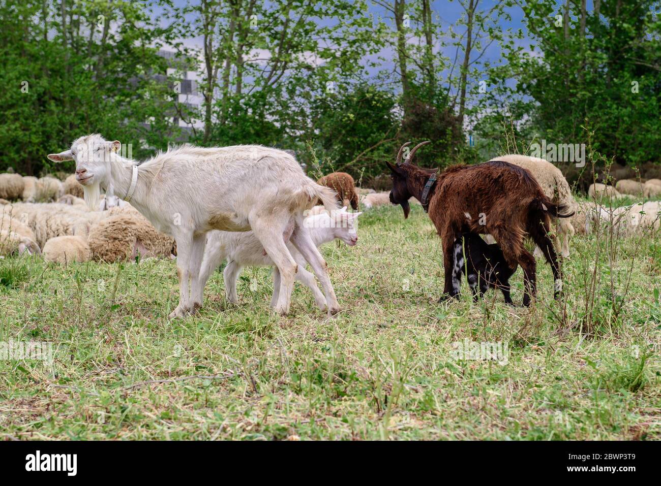 Goats on family farm. Herd of goats playing. Goat with her cubs on the ...