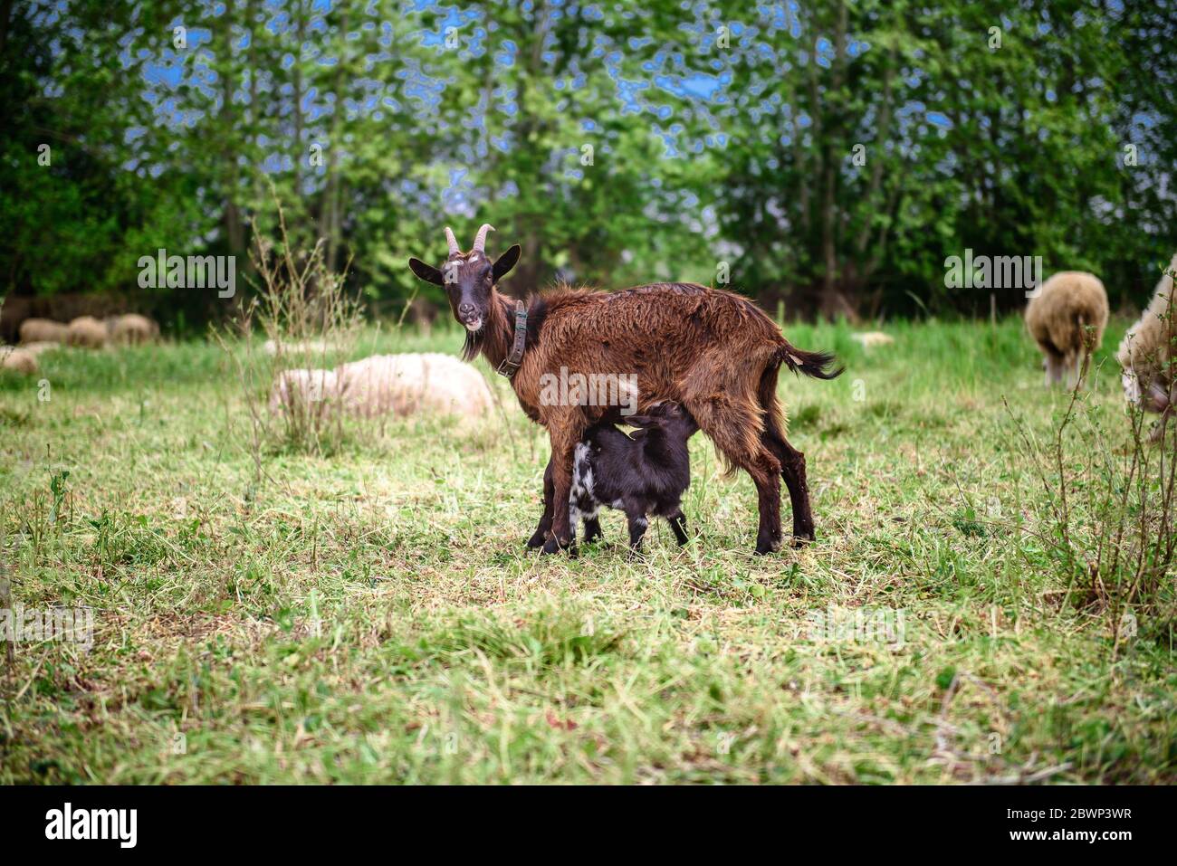 Goats on family farm. Herd of goats playing. Goat with her cubs on the ...