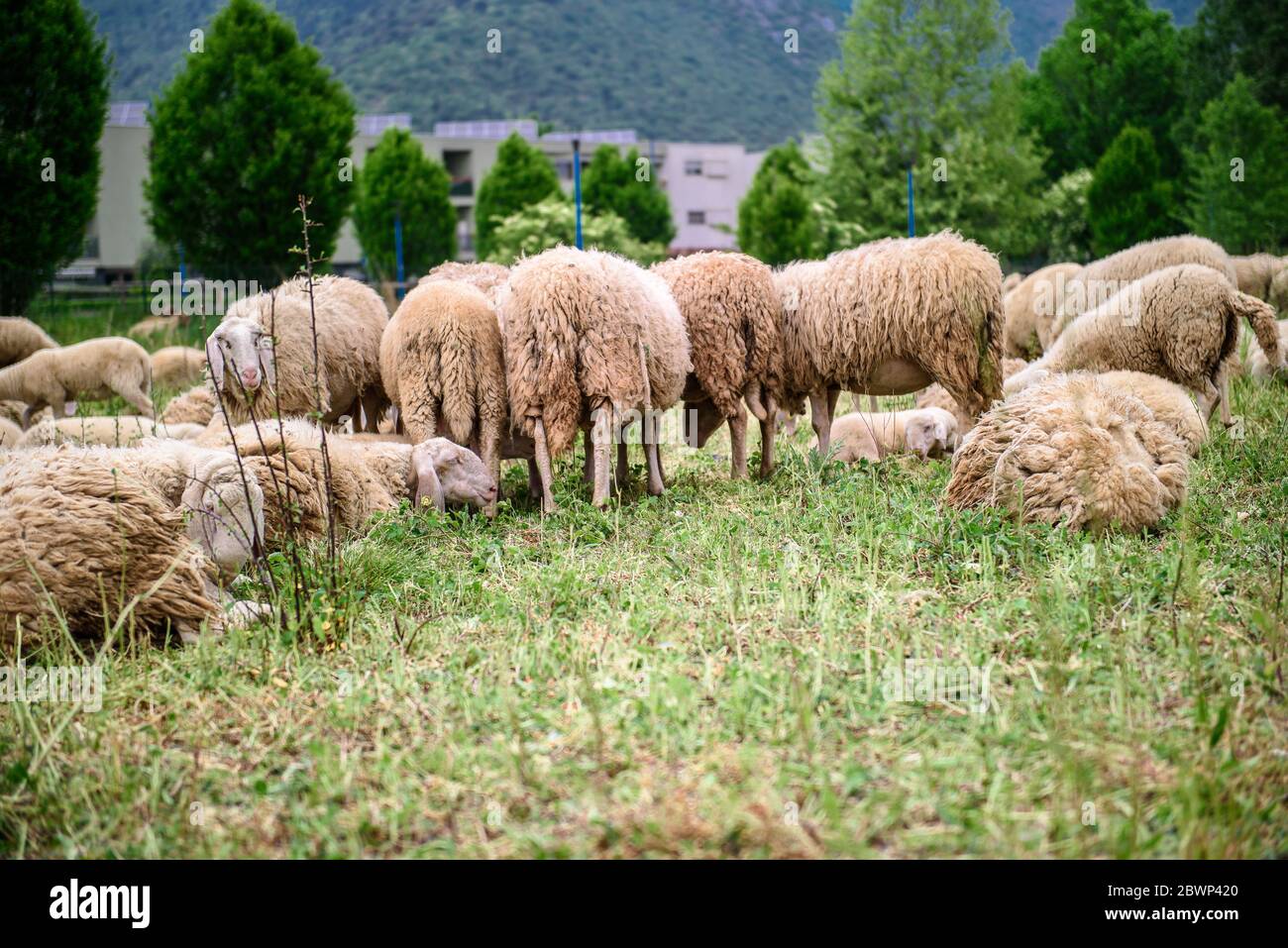 Sheep stand with theirbacks Stock Photo - Alamy