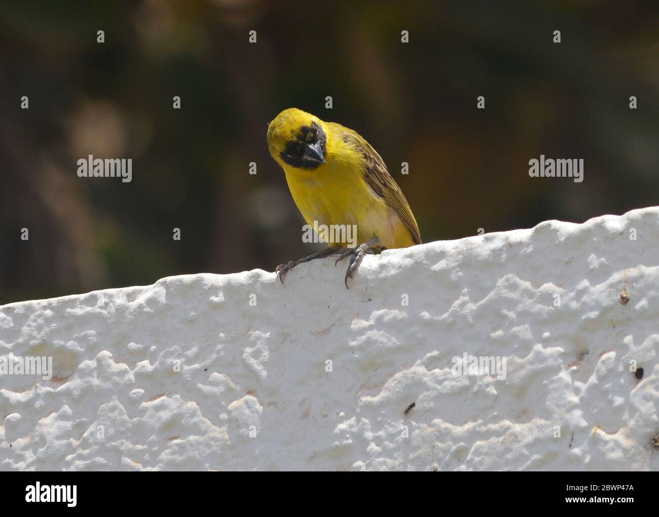 Avion diversity hi-res stock photography and images - Alamy