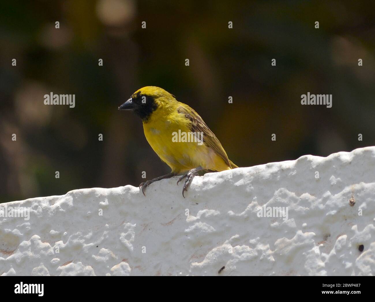 Avion species hi-res stock photography and images - Alamy