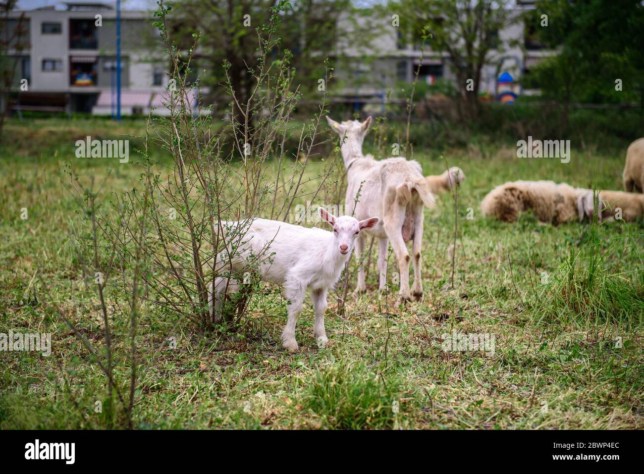 Lawn sheep hi-res stock photography and images - Alamy