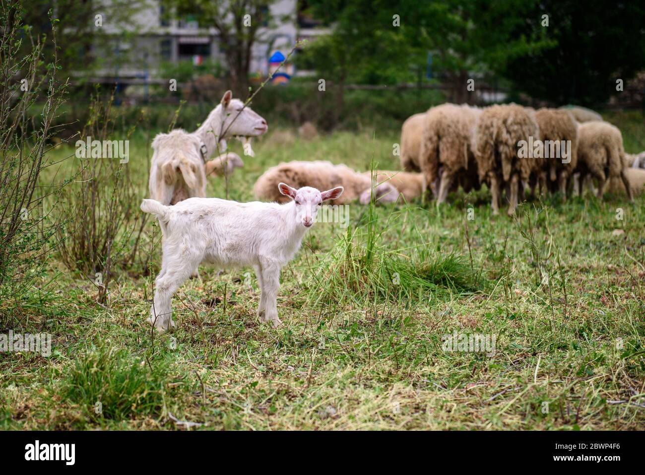 Sheep and goats on the lawn Stock Photo - Alamy