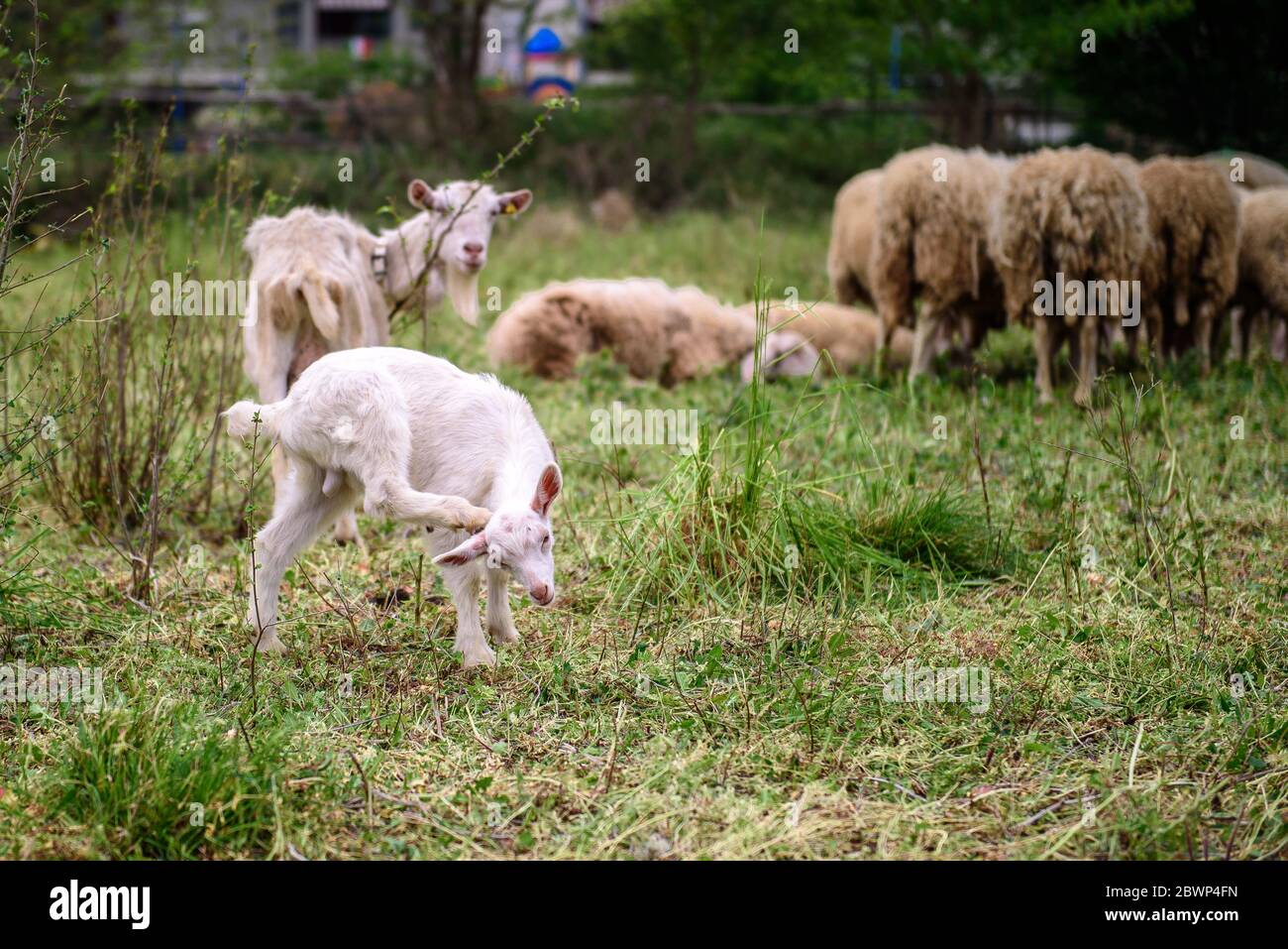 Sheep and goats on the lawn Stock Photo - Alamy