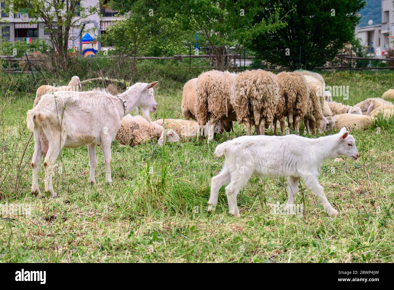 Lawn sheep hi-res stock photography and images - Alamy