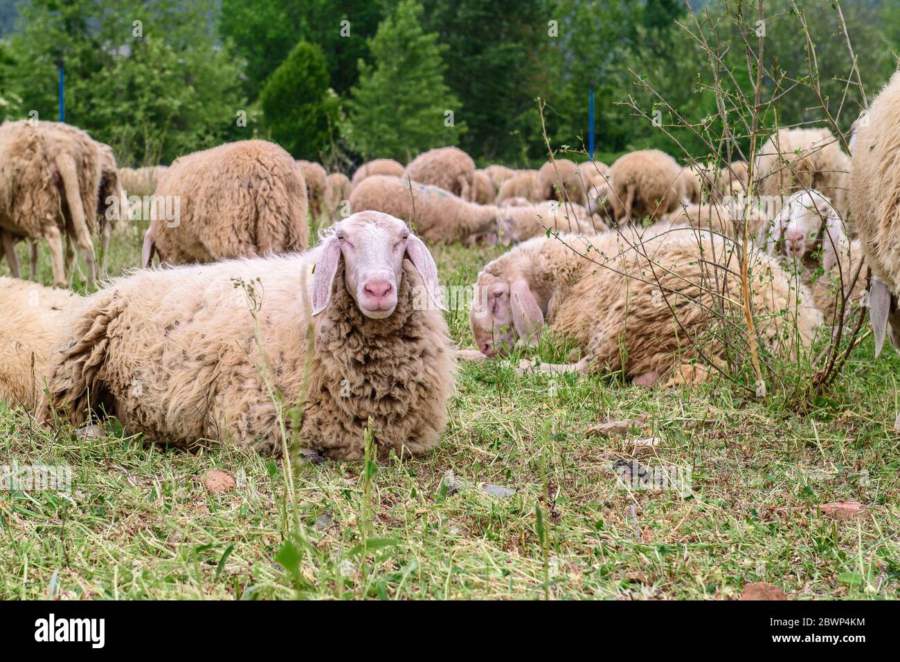 Sheep and goats on the lawn Stock Photo - Alamy