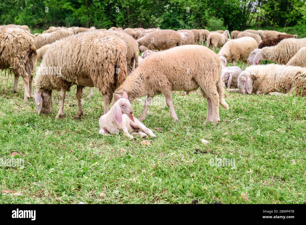 Lamb on the green grass. Sheep and goats on the lawn Stock Photo - Alamy