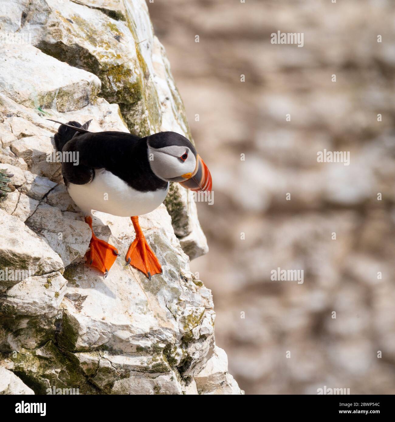 Puffins on cliffs at Flamborough Nature Reserve, UK Stock Photo - Alamy