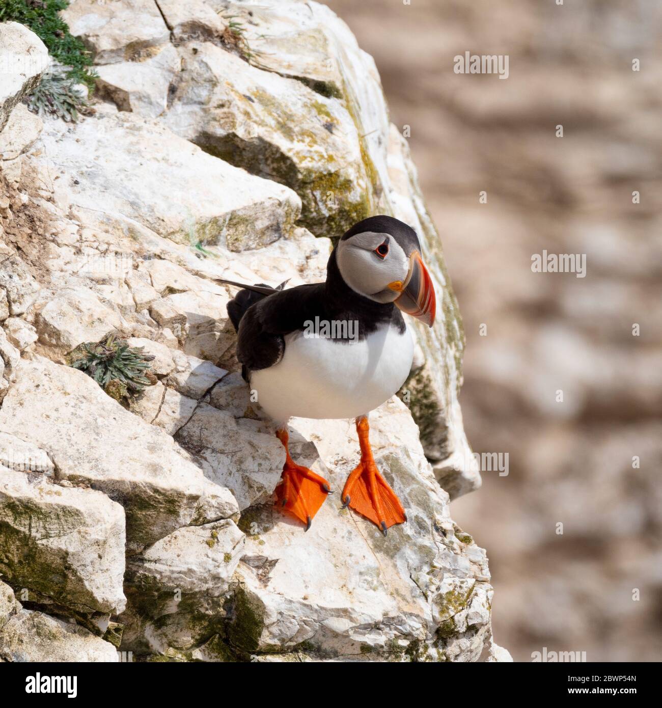 Puffins on cliffs at Flamborough Nature Reserve, UK Stock Photo - Alamy