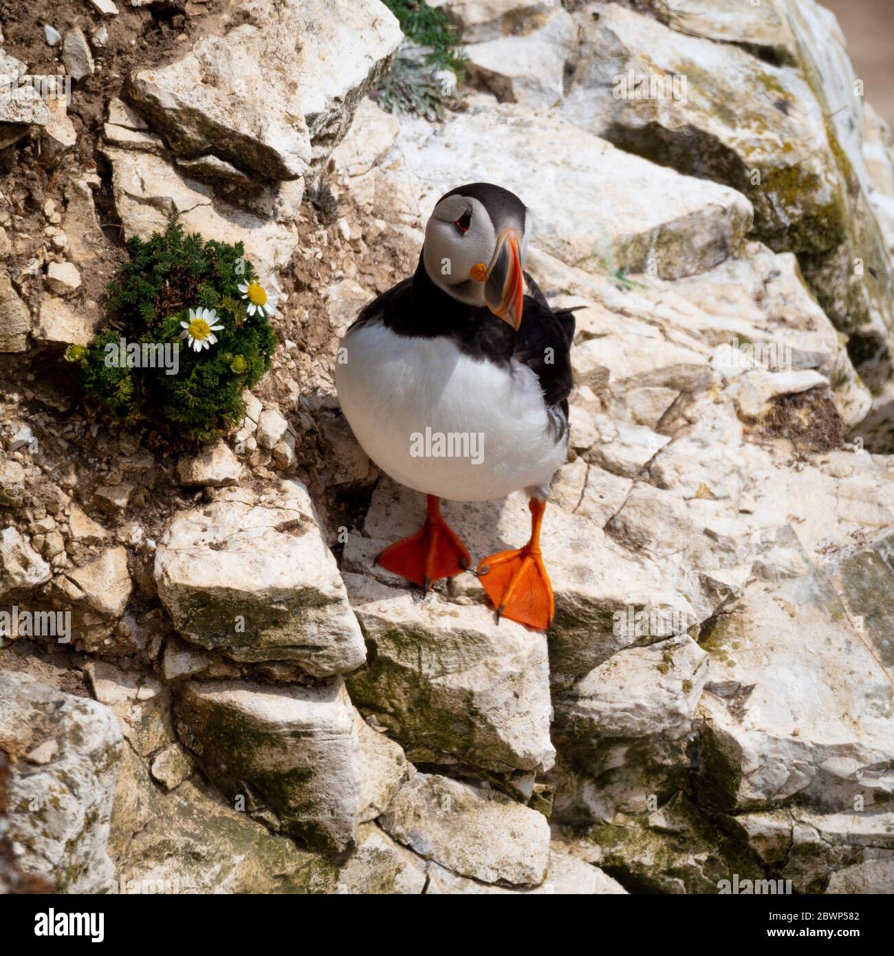 Puffins on cliffs at Flamborough Nature Reserve, UK Stock Photo - Alamy
