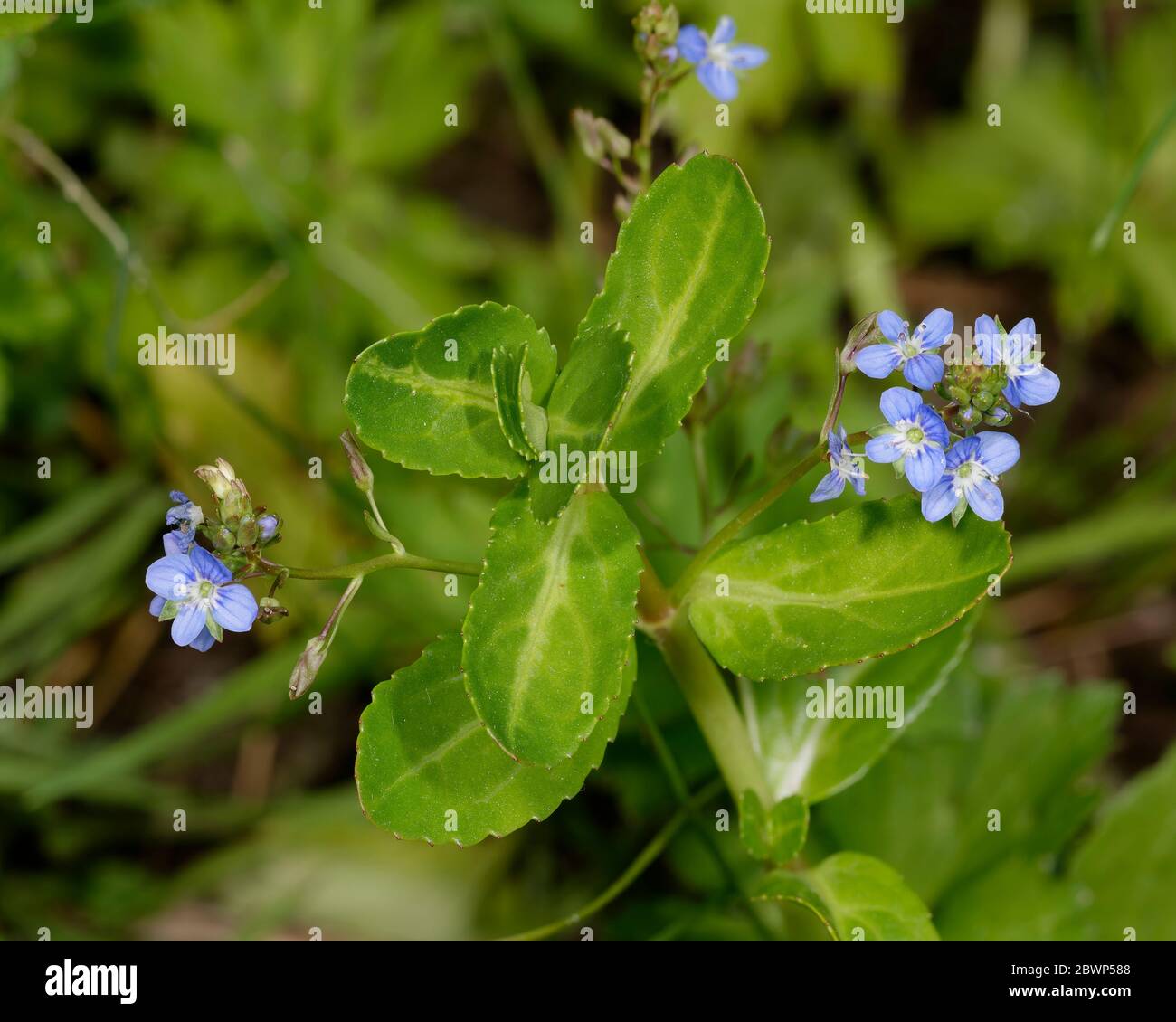 Brooklime flowers - Veronica beccabunga Small wetland Speedwell Stock ...