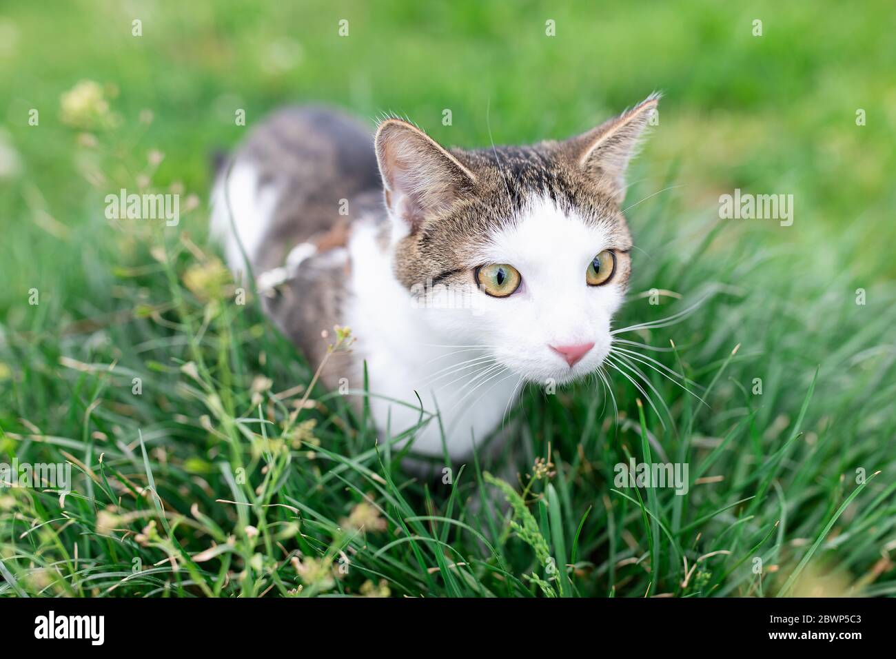 Domestic cat on leash walking outdoor in grass Stock Photo - Alamy