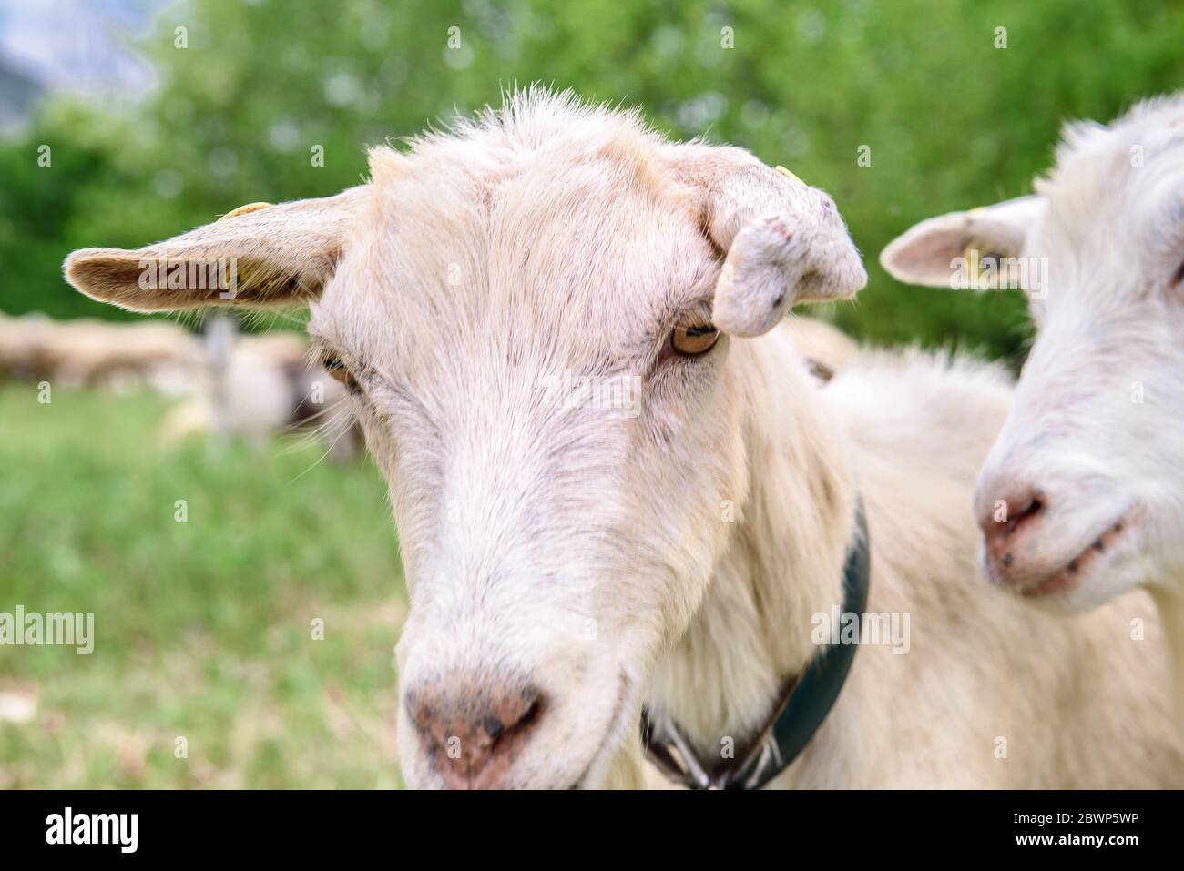 Two goats look at the camera Stock Photo - Alamy