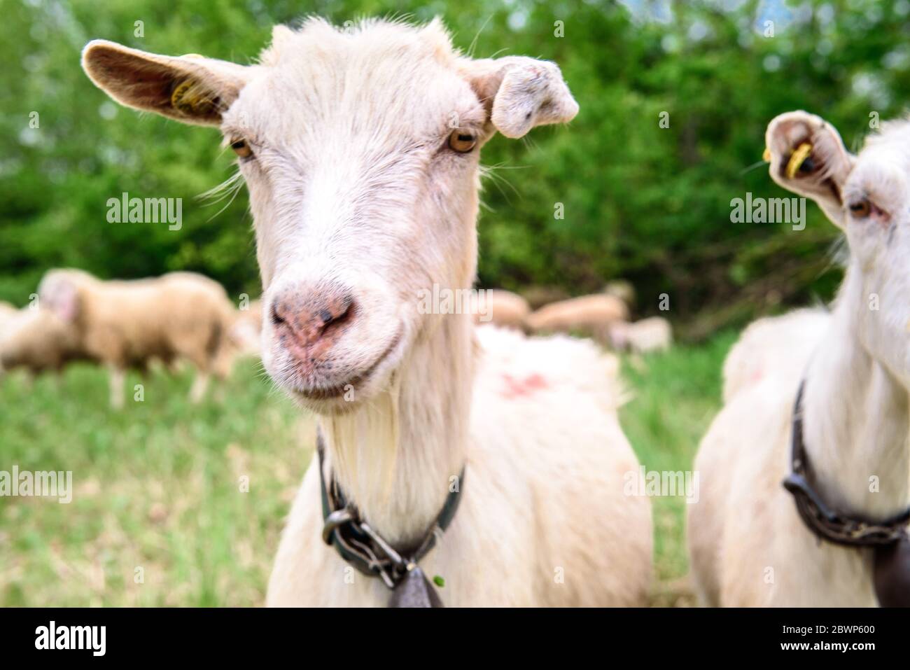 Goat earmark hi-res stock photography and images - Alamy