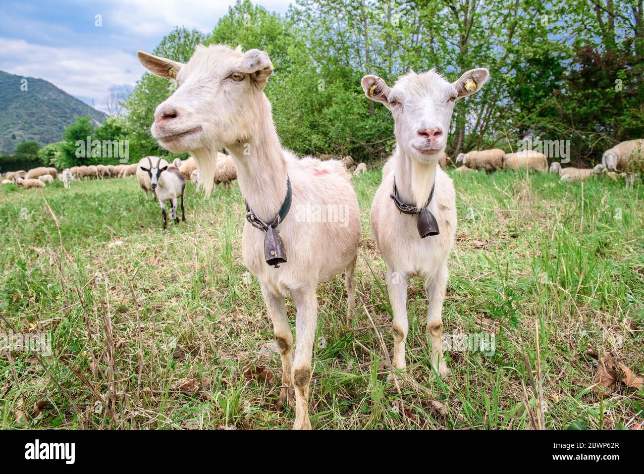 Two goats look at the camera Stock Photo - Alamy