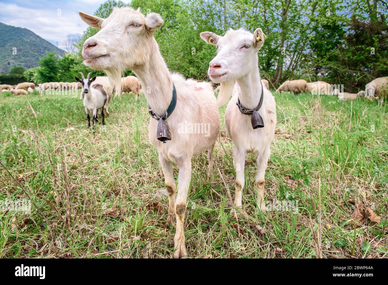 Two goats look at the camera Stock Photo - Alamy