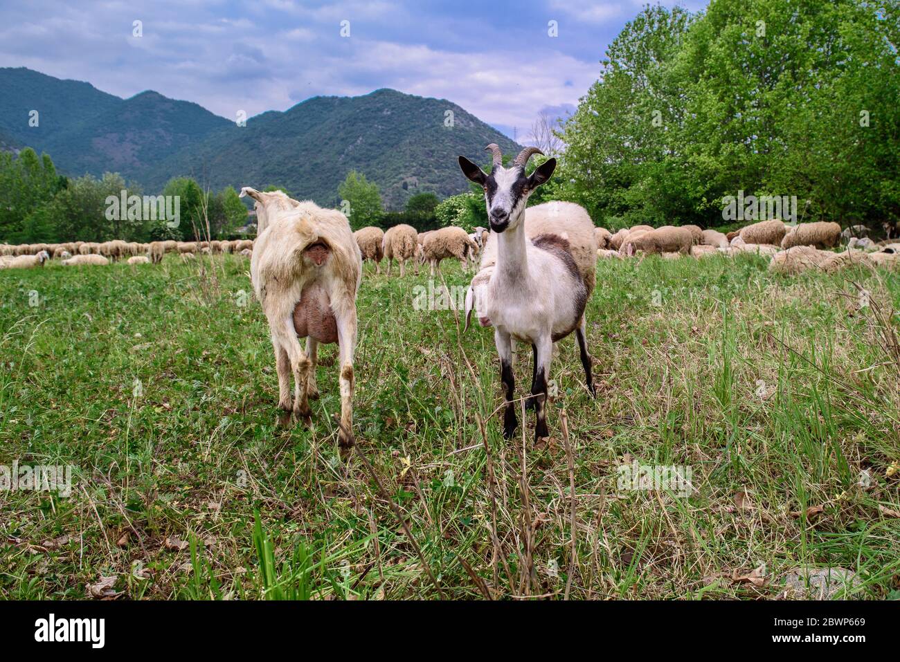 Two goats look at the camera Stock Photo - Alamy