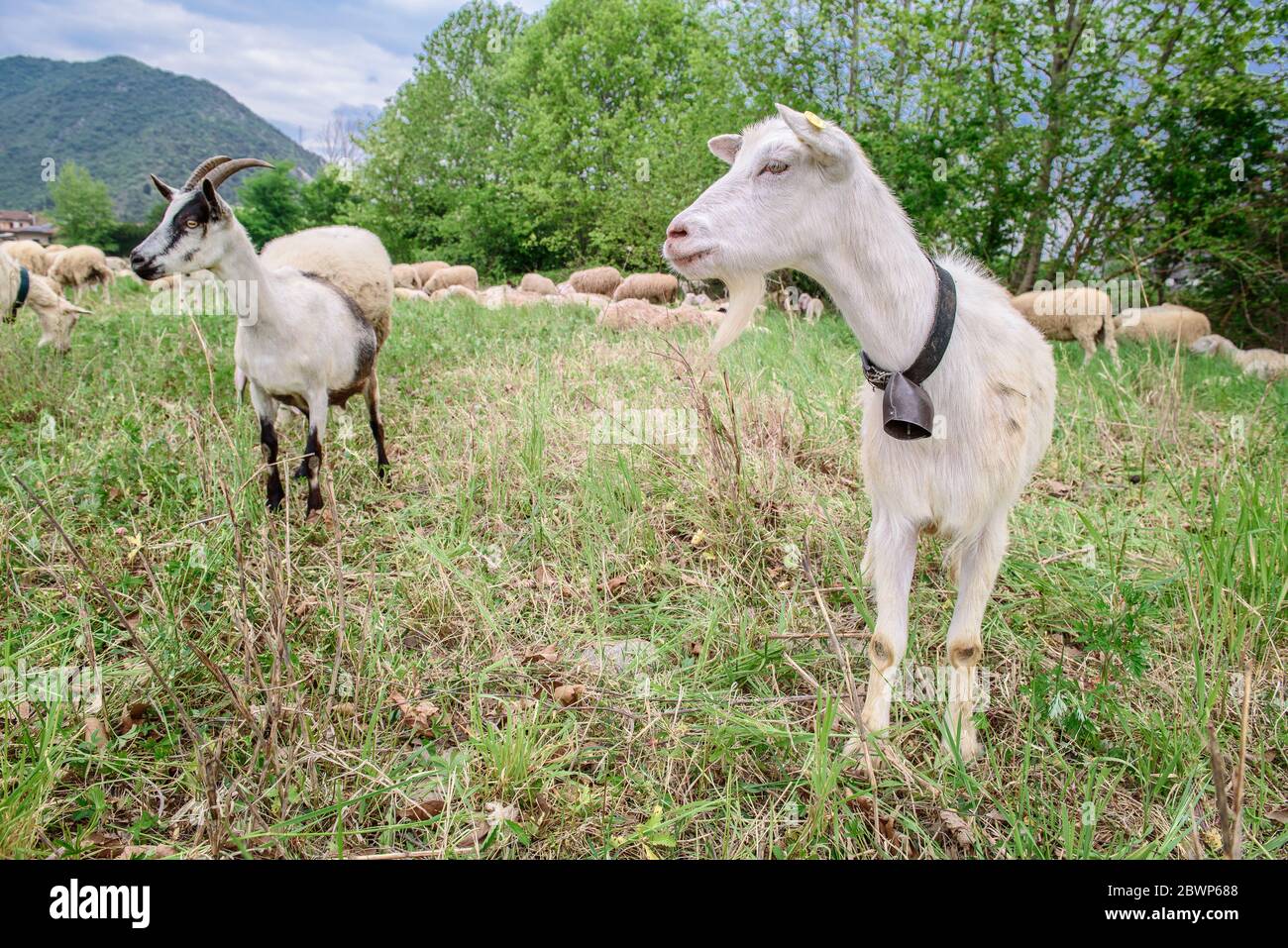 Two goats look at the camera Stock Photo - Alamy
